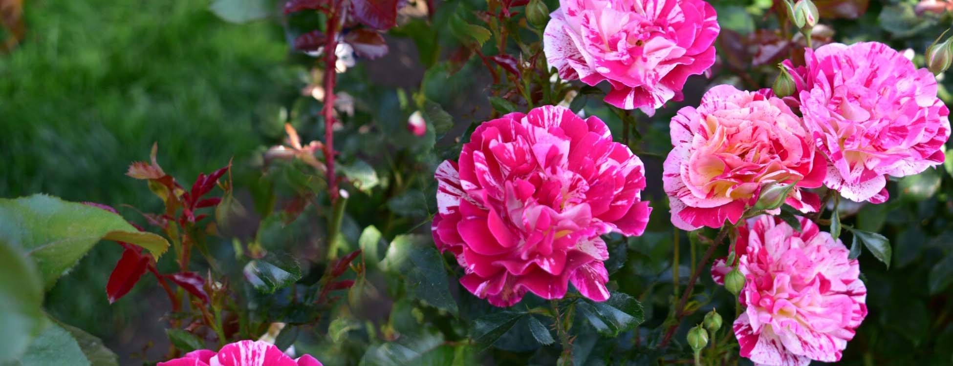 Agricultural Trade Association: Export with WUSATA's Support